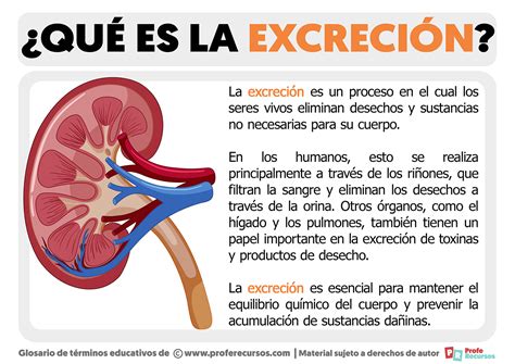 Qué es la Excreción Definición de Excreción
