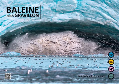 Visuels Bsg Baleine Sous Gravillon