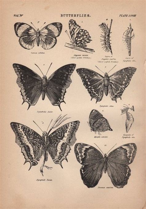 Add A Touch Of Elegance With Victorian Butterfly Cliparts Clip Art