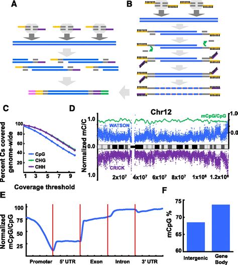 ultra low input tagmentation based whole genome bisulfite sequencing