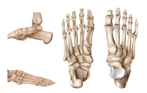 Bones Of The Feet Diagram Quizlet