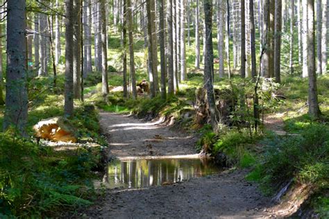 6 Weg Zwischen Brandten Und Bodenmais P1250230 1 Bayerischer Wald