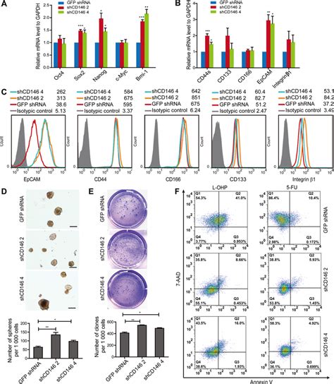 Knockdown Of CD146 In CRC Cells Restores A Stem Cell Phenotype A