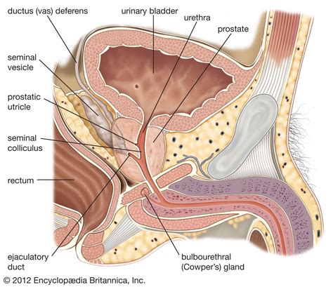 Prostate Gland Anatomy Function Britannica