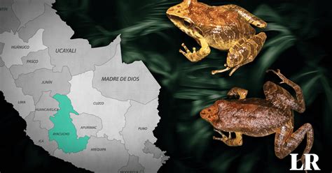 Ayacucho Científicos descubren una nueva especie de rana tiene un