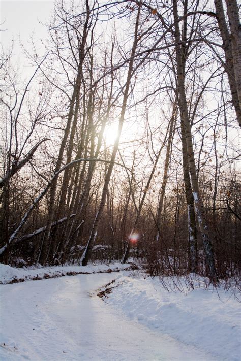 Banco de imagens árvore floresta ramo neve inverno plantar
