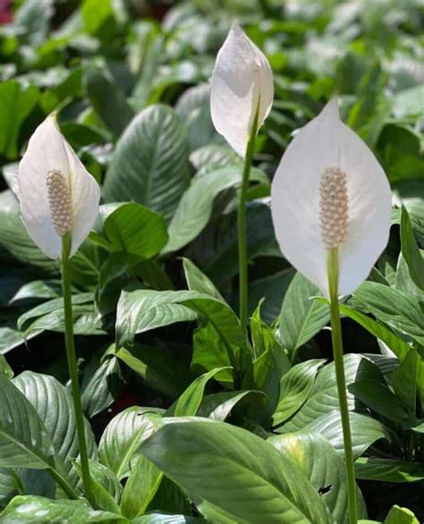 10 Nombres de plantas de clima cálido que seguro no conoces