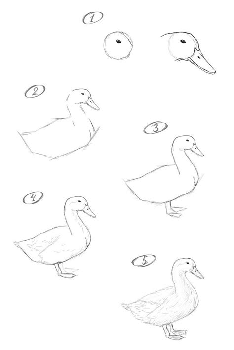 How To Draw A Duck With Pencil Step By Step Drawing Tutorial Pencil