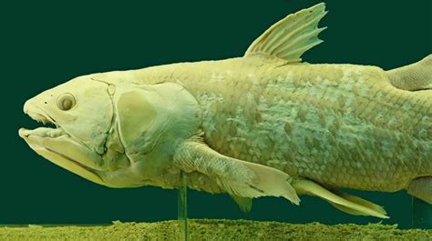 El Misterioso Celacanto Deja De Ser Un F Sil Viviente