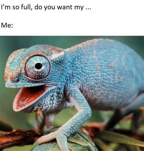 I Just Found This Hilarious Picture Of A Chameleon R Memes