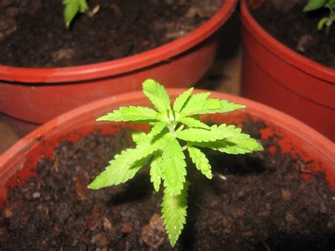 Etapa Vegetativa En Las Plantas De Cannabis