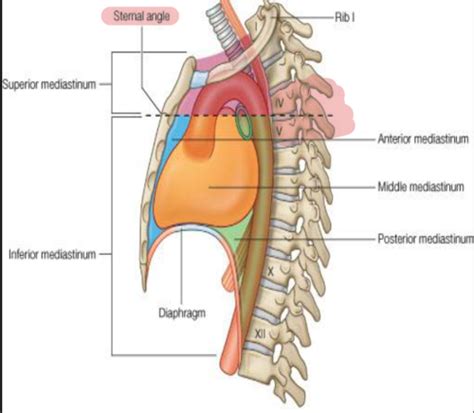Superior And Posterior Mediastinum Flashcards Quizlet