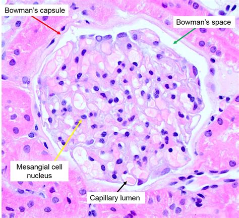 Glomeruli Histology