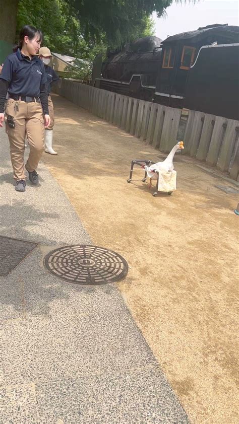 ムックん on Twitter RT kobeojizoo 長距離歩くとこけて怪我をしてしまう事が多いガチョウのがっちゃんそんな