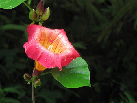 Poze floare fundal picaturi de ploaie vita de vie floră flori