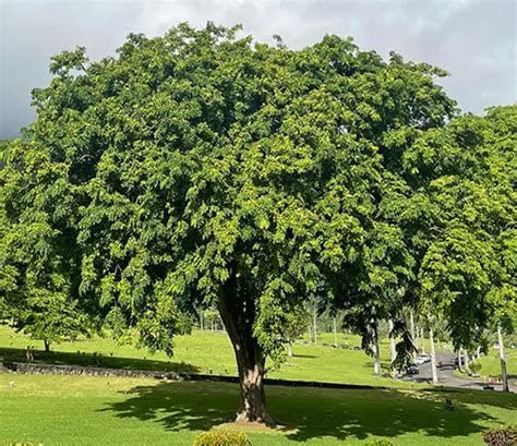 Narra Tree Forestry