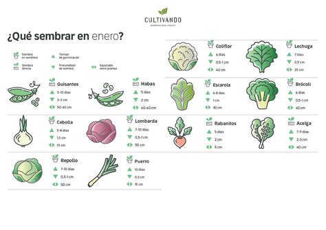 Qué sembrar en enero Cultivando Tienda Espacio Agroecológico