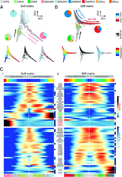diffusion pseudotime dynamics characterizes matrix directed cell fate download scientific