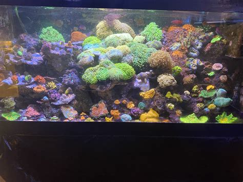 How To Choose Reef Tanks And Stands Reef Builders The Reef And