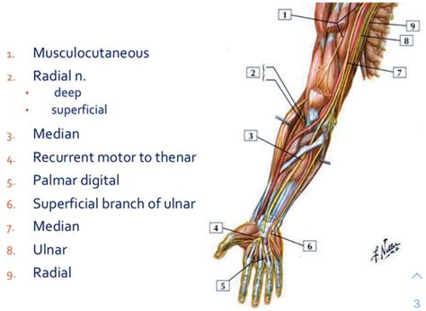 Extremities Unit S Antebrachial Nerves Flashcards Quizlet