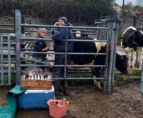 Cattle Freeze Branding Synergy Farm Health