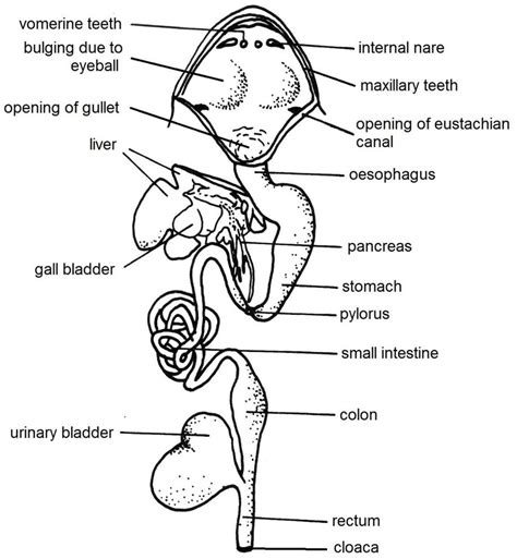 Frog Dissection Digestive Guide Anatomy Label System Urogenital