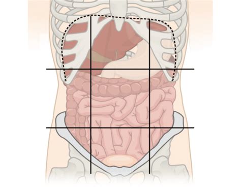 Abdominopelvic Regions Diagram Diagram Quizlet
