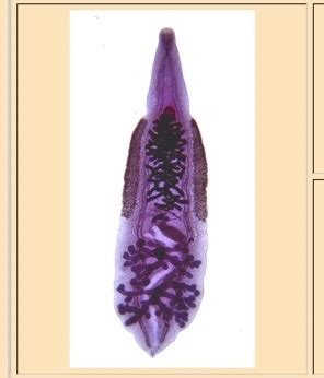 Parasitology Lab Practical Platyhelminthes Flashcards Quizlet