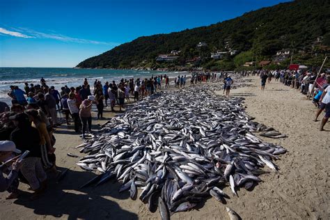 Safra da Tainha em Florianópolis supera 2022 confira ranking das