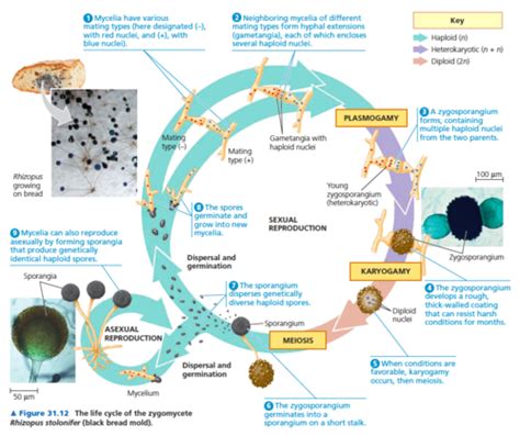 Rhizopus Stolonifer Life Cycle