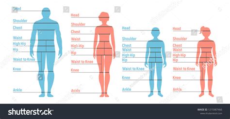 Man Woman Boy And Girl Size Chart Human Front Royalty Free Stock