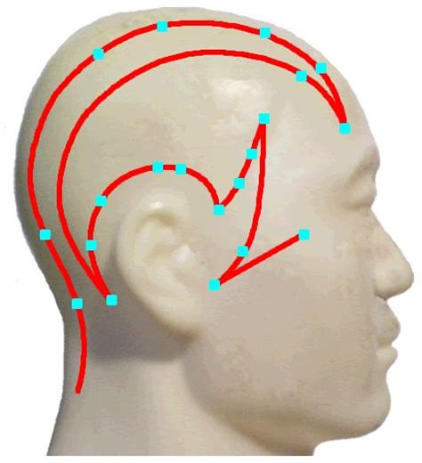 Gall Bladder Acupuncture Meridian Traces Out The Shape Of Liver Gall