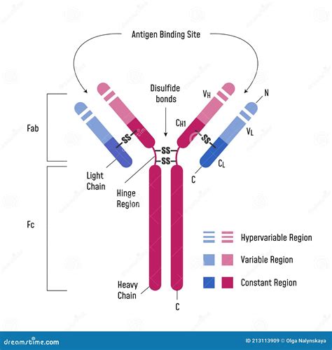 Système Immunitaire Diagramme D anticorps Ig De Structure D
