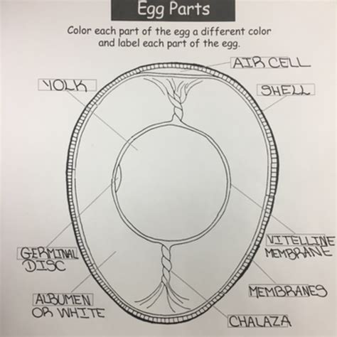 Lets Learn Chicken Egg Anatomy Eggs Meyer Hatchery Blog