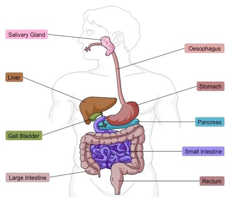 Enzymes And The Digestive System Diagram Quizlet