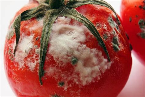 El Tomate Es Rojo Estropeado En Un Fondo Blanco Tomate Estropeado