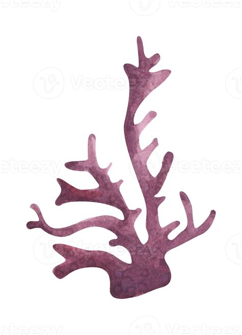 Seaweeds Underwater Ocean Plants Sea Coral Elements Watercolor