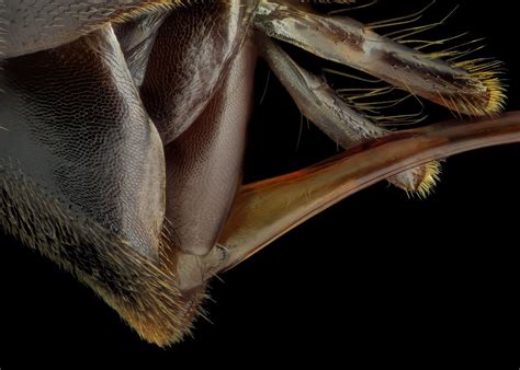 𓆣 Thorben Danke 𓆧 on Twitter Potter wasp Eumenidae Ancistrocerus sp