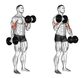 Exercise Database Biceps27 Standing Alternate Dumbbell Biceps Curls