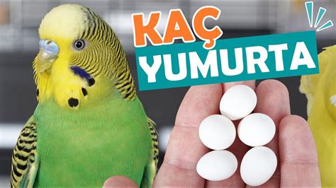 Muhabbet Kuşu Kaç Yumurta Yapar YouTube