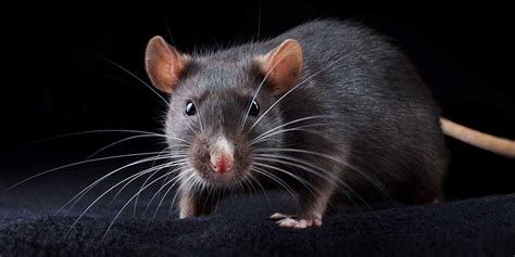 Tipos De Ratos DDtudo