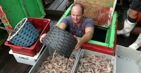 G Per Odo De Defeso Impede Pesca De Camar O Em Angra Dos Reis Rj