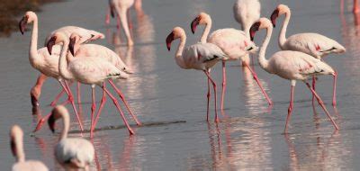 Days Birding Safari Rwanda