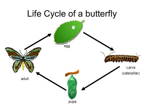 Life Cycle Of A Butterfly Egg Larva Caterpillar Pupa Adult Ppt