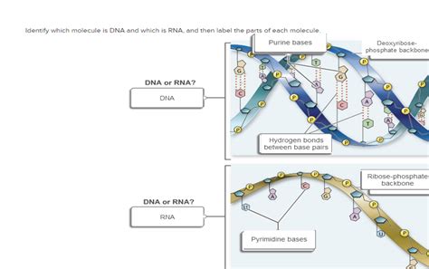 Label The Parts Of A DNA Molecule Edu Svet Gob Gt