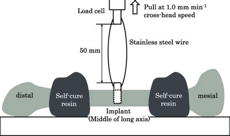 The Pull Out Strength Test Specimens Are Mechanically Anchored To A