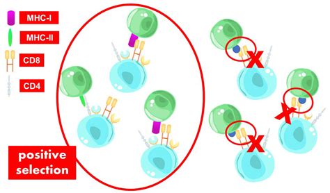 T Cell Development And Maturation Interactive Biology With Leslie Samuel