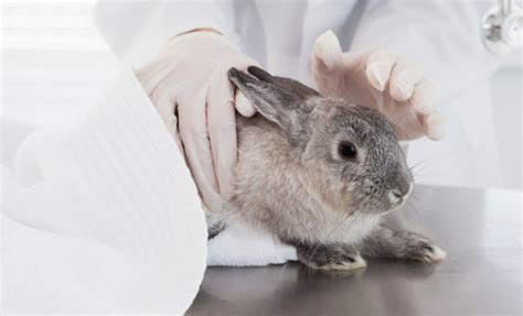 Doença rara em coelhos Hospital Veterinário ANI