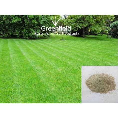 Bermuda Lawn Grass Seed Cynodon Dactylon Pack Size Kg Rs