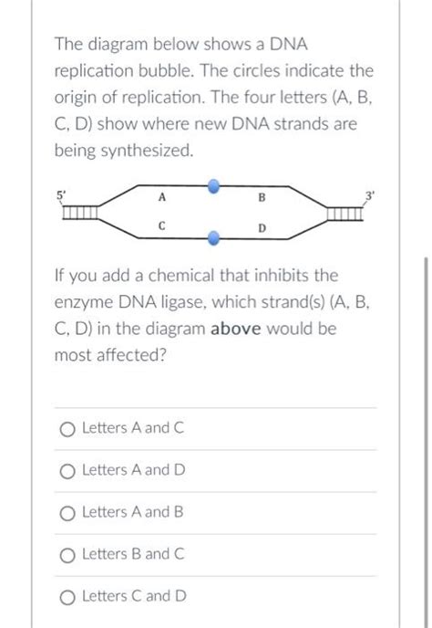 Solved The Diagram Below Shows A DNA Replication Bubble The Chegg